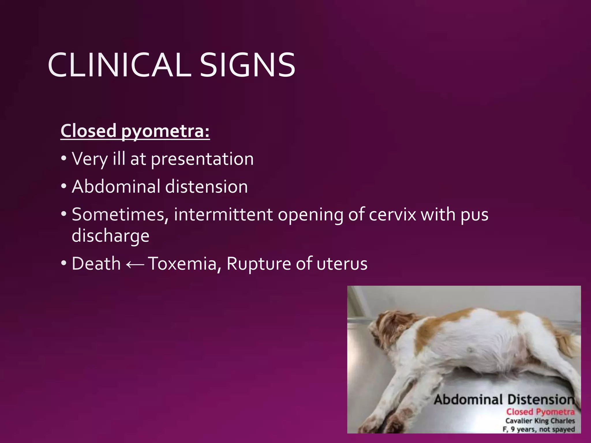 Pyometra in bitches | PPTX