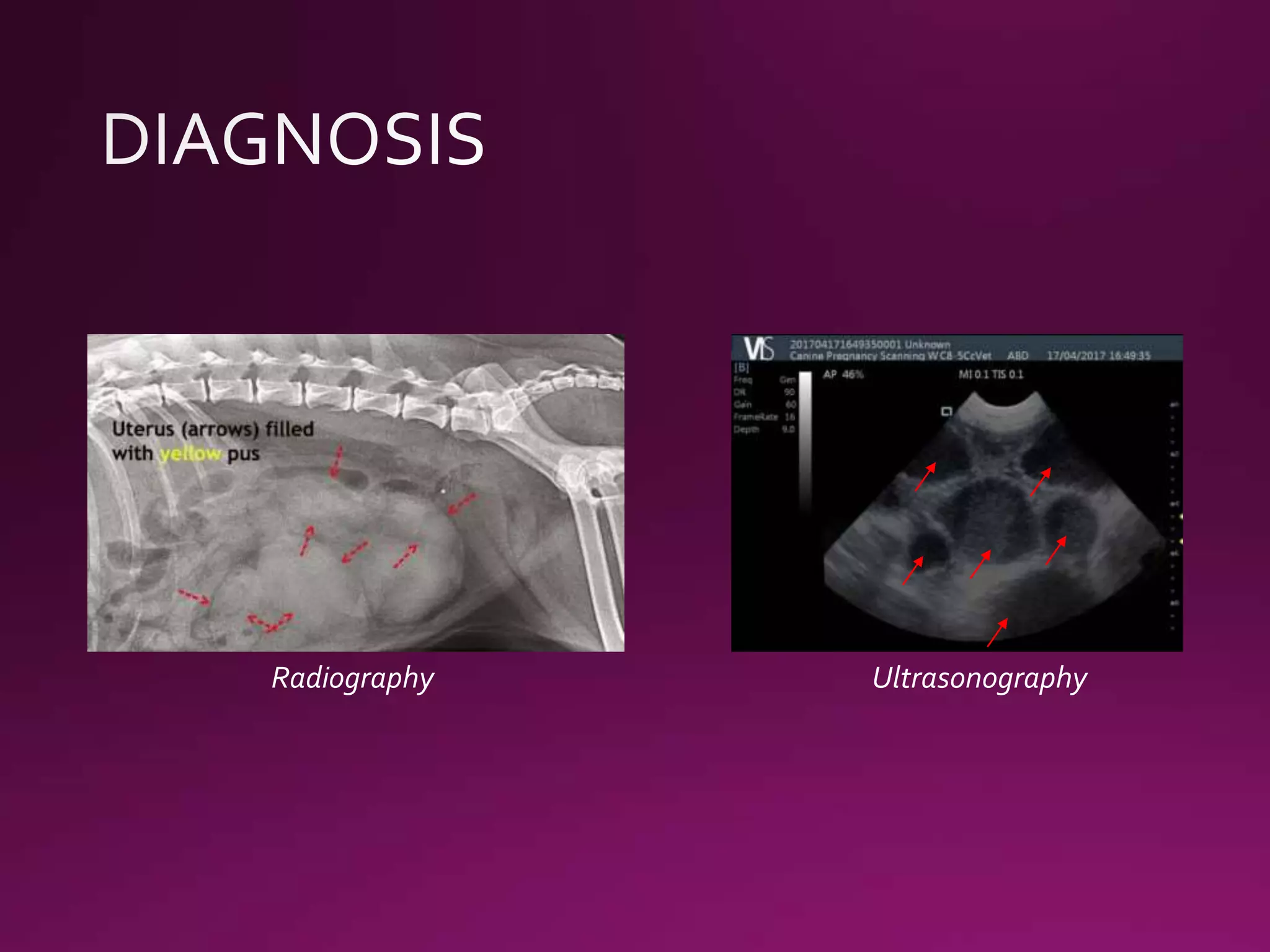 Pyometra in bitches | PPTX