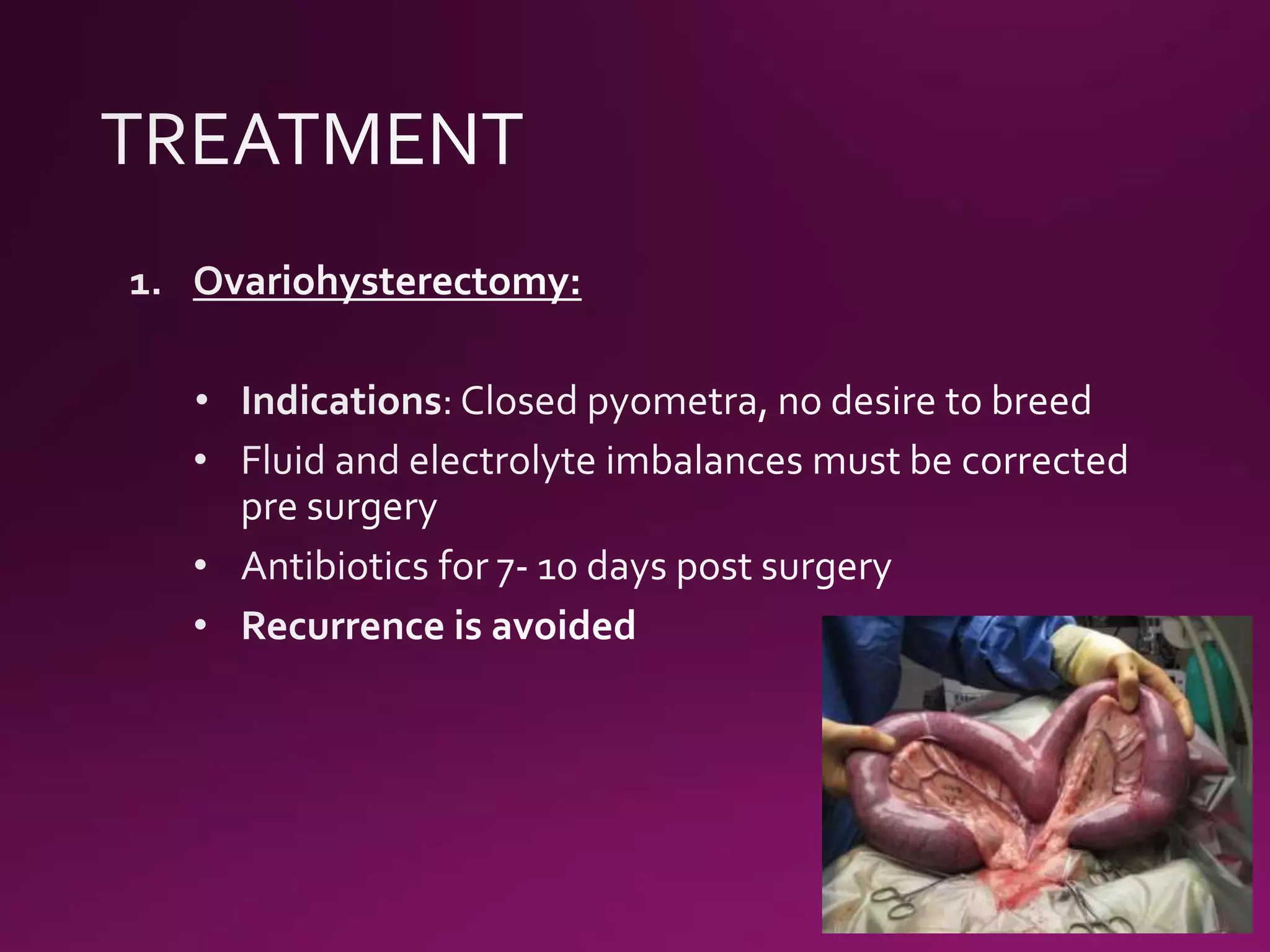 Pyometra in bitches | PPTX