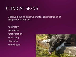 Pyometra in bitches | PPTX