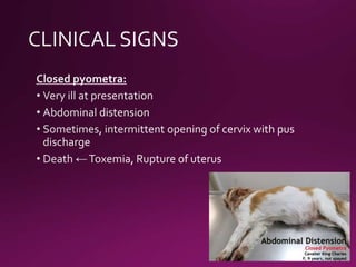 Pyometra in bitches | PPTX