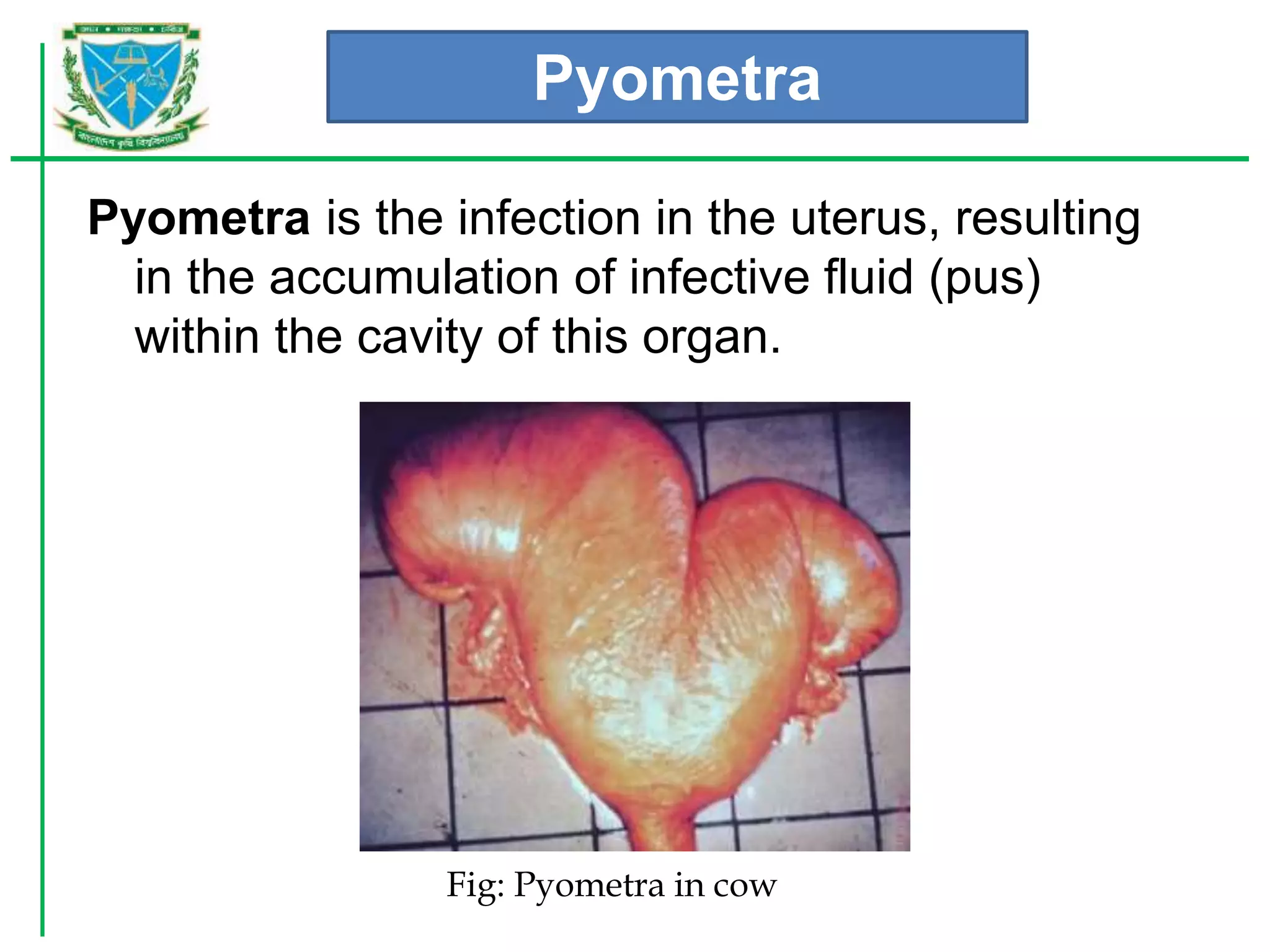 Pyometra in cow | PPTX