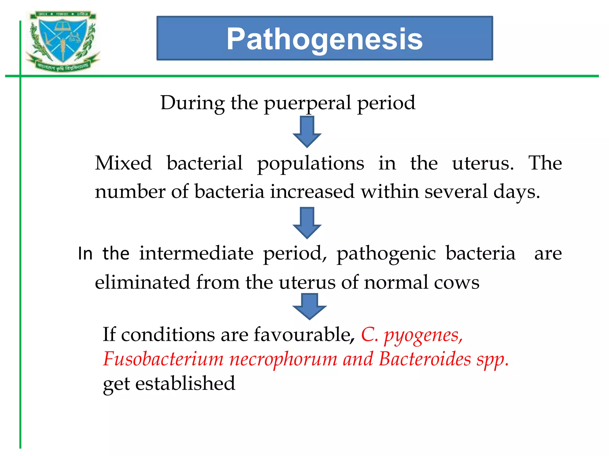 Pyometra in cow | PPTX