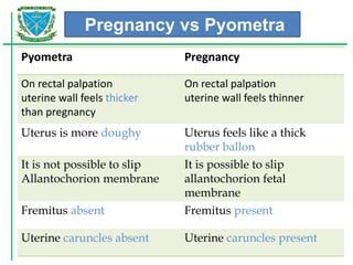 Pyometra in cow | PPTX
