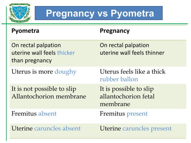 Pyometra in cow | PPTX | Pregnancy | Reproductive Health