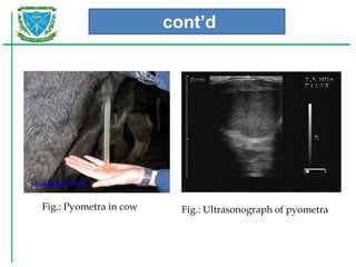 Pyometra in cow | PPTX | Pregnancy | Reproductive Health