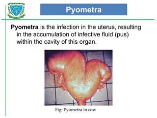 Pyometra in cow | PPTX | Pregnancy | Reproductive Health