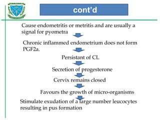 Pyometra in cow | PPTX