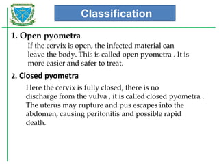 Pyometra in cow | PPTX
