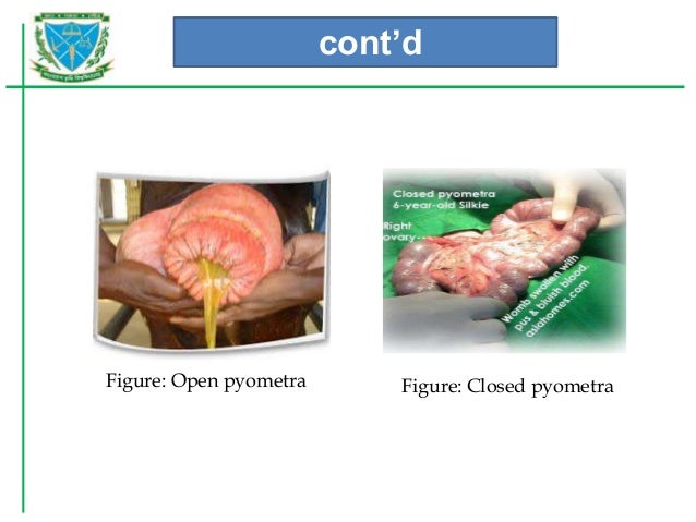 Pyometra in cow