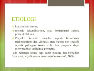 Pyometra pada sapi | PPTX