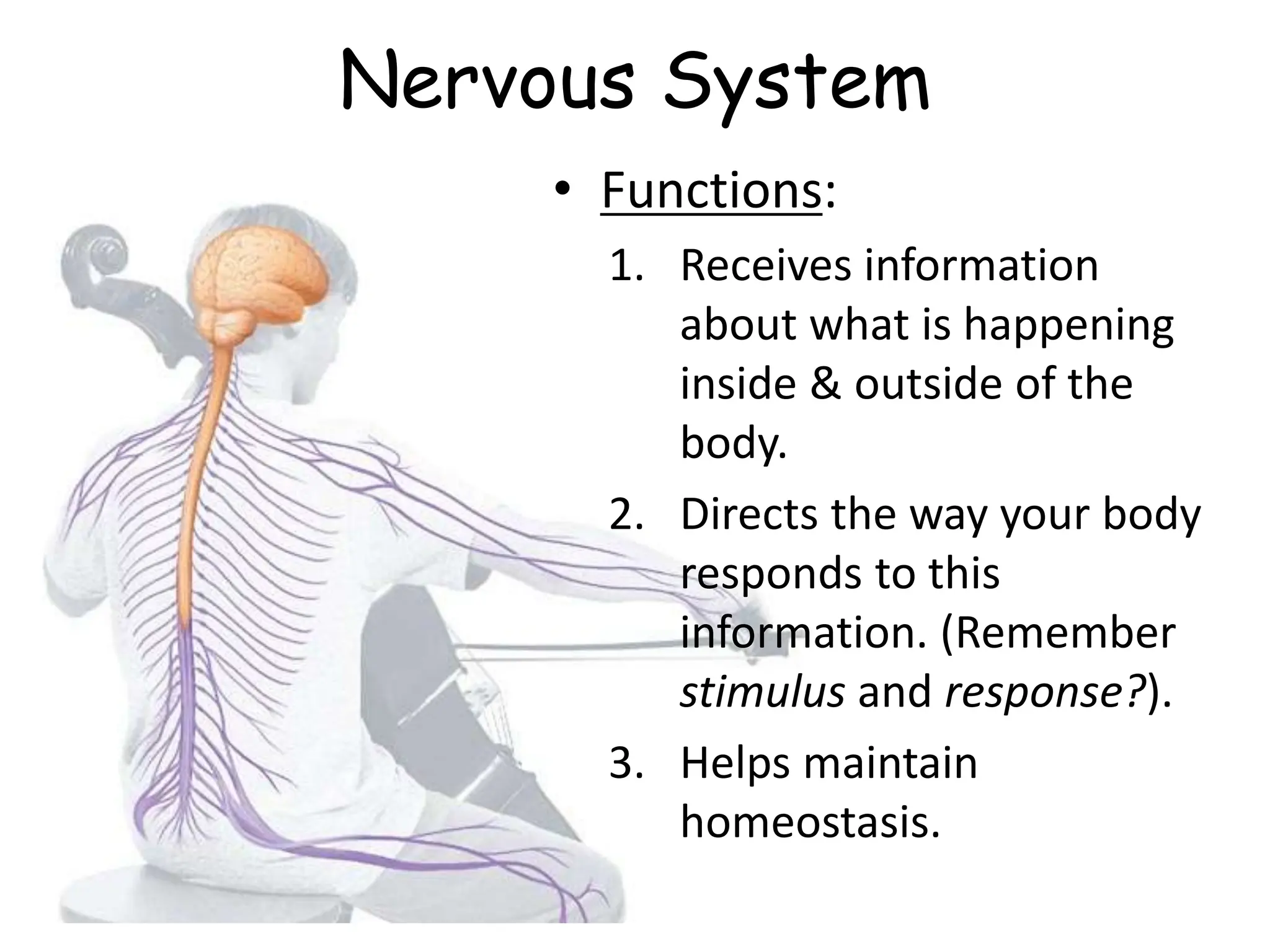 PYP Human Body Systems.ppt | Brain and Nervous System Disorders ...