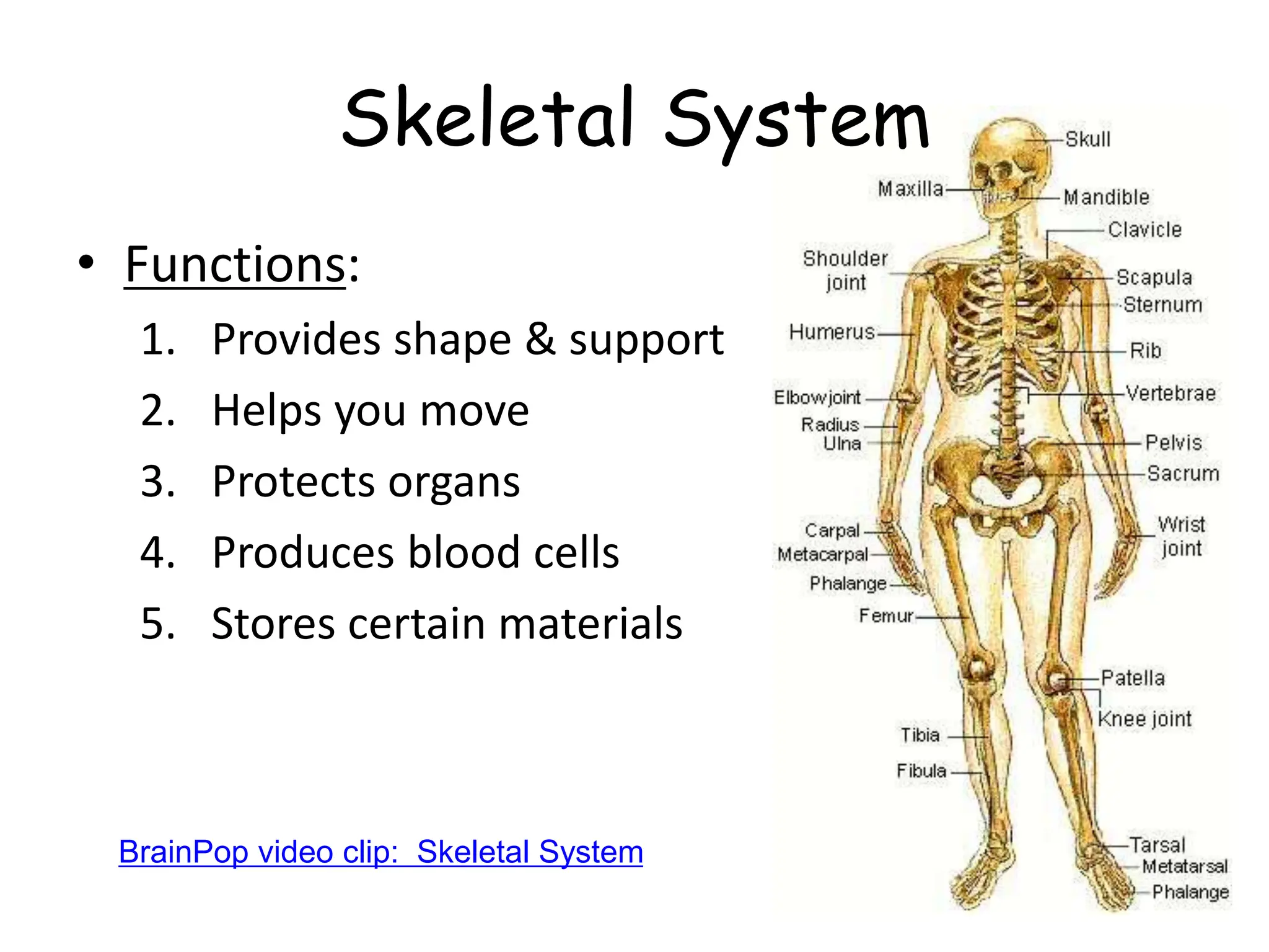 PYP Human Body Systems.ppt