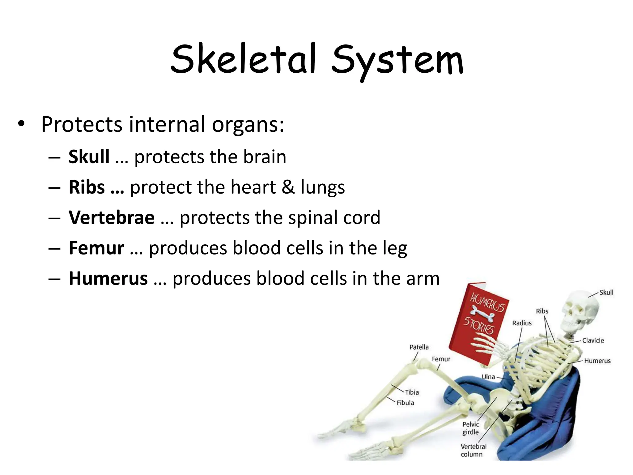 PYP Human Body Systems.ppt