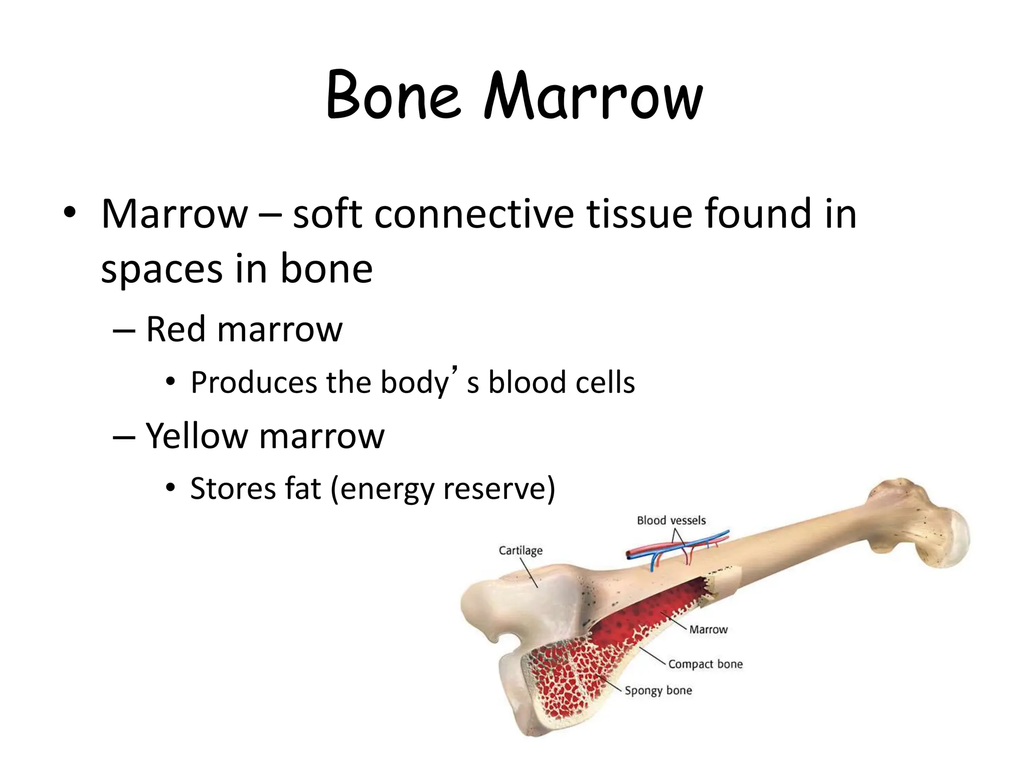 PYP Human Body Systems.ppt