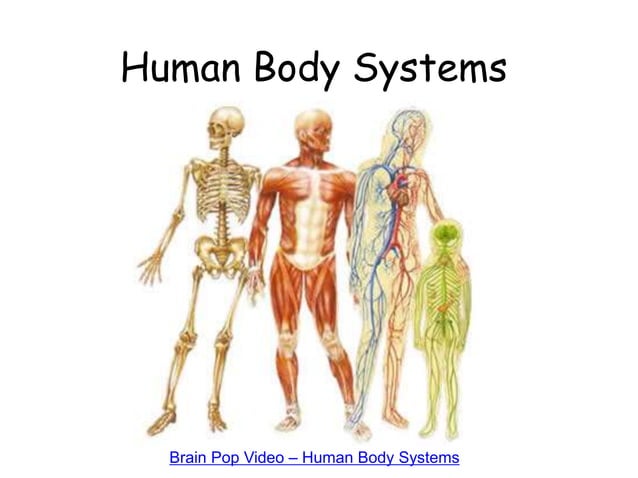 PYP Human Body Systems.ppt | Brain and Nervous System Disorders ...