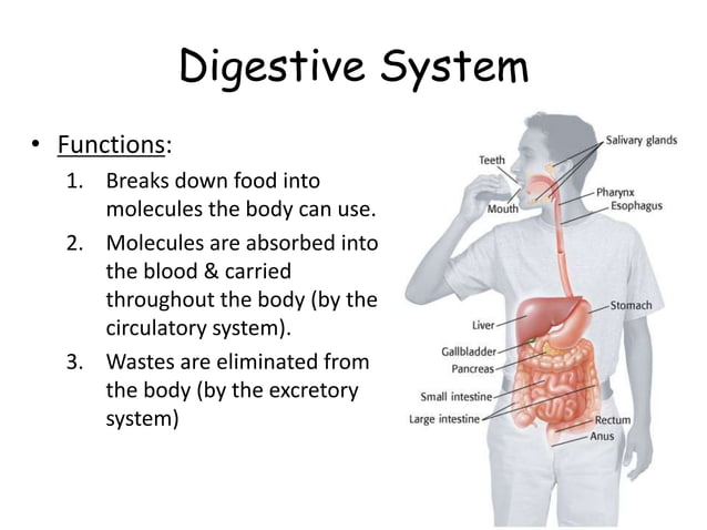 PYP Human Body Systems.ppt | Brain and Nervous System Disorders ...