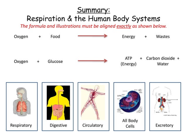 PYP Human Body Systems.ppt | Brain and Nervous System Disorders ...