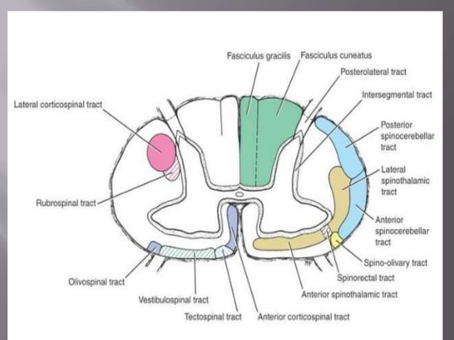 Pyramidal and extrapyramidal tracts of spinal cord by sk | PPTX