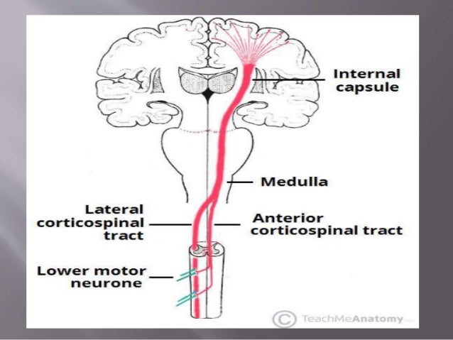 Extrapyramidal Motor Pathway Impremedianet
