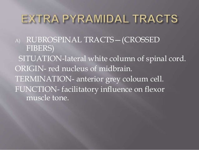 Extrapyramidal System Anatomy And Clinical Importance Kenhub