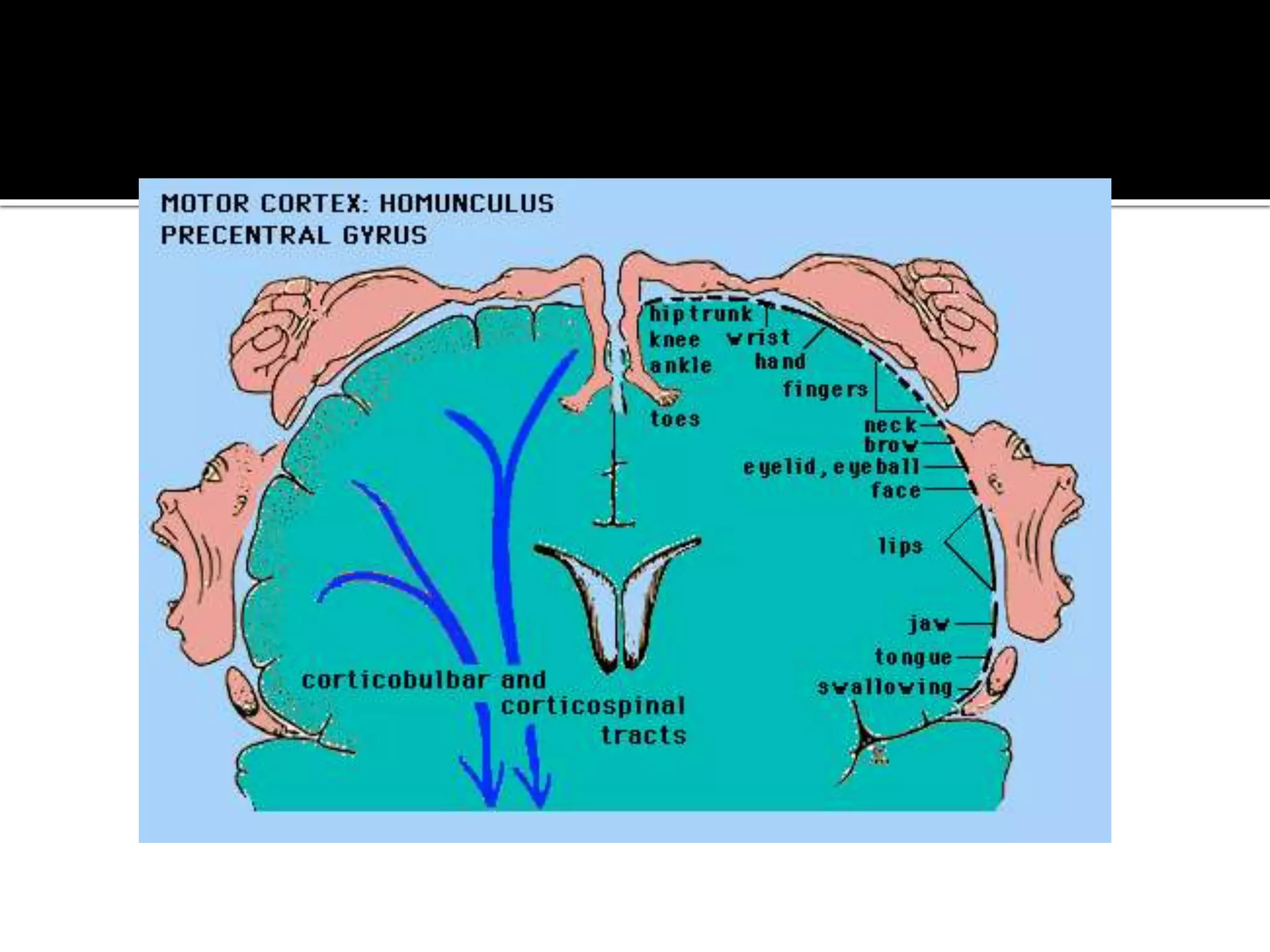 Pyramidal system | PPTX