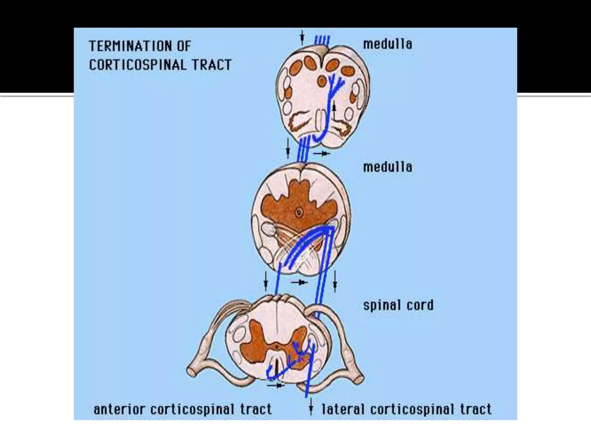 Pyramidal system | PPTX