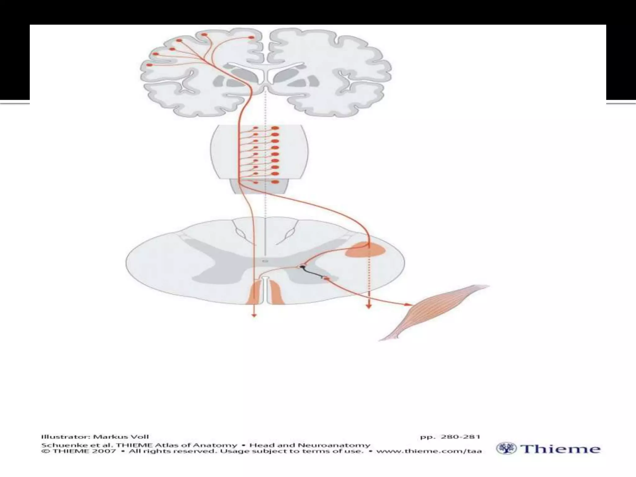 Pyramidal system | PPTX