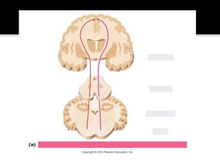 Pyramidal system | PPT