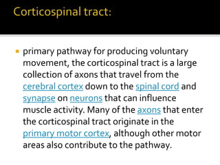 Pyramidal system | PPT