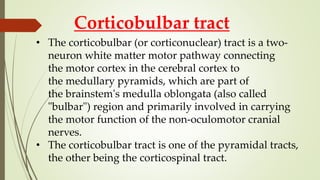 Pyramidal system Keshav Kumar Panwar.pptx | Brain and Nervous System ...