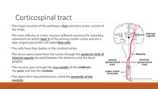 Pyramidal Tract | PPTX