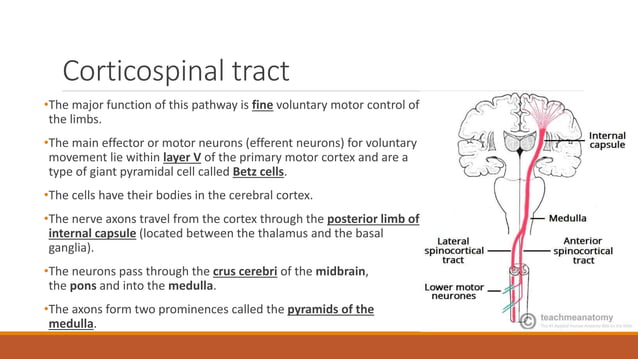 Pyramidal Tract | PPTX