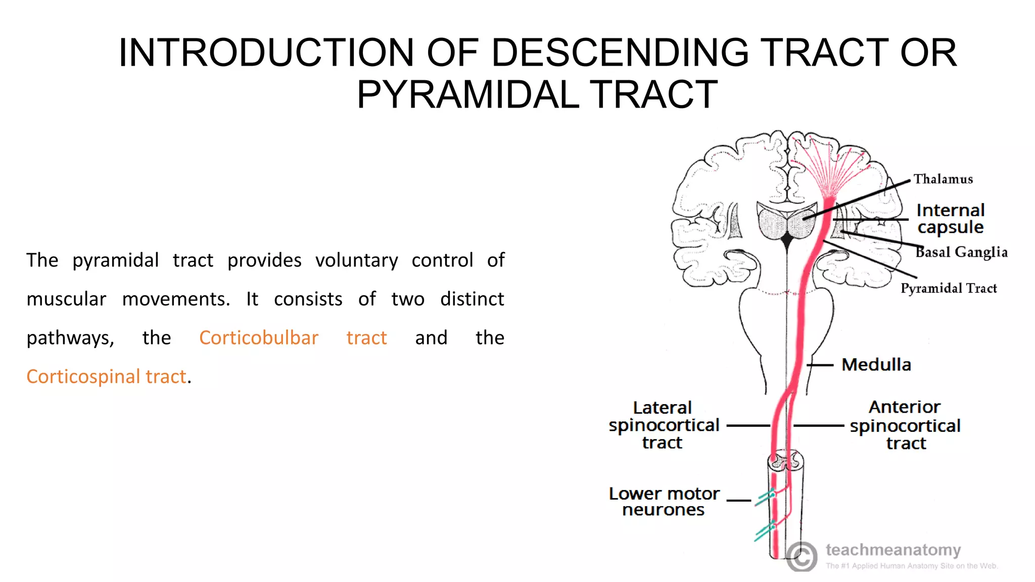 Pyramidal tract | PDF