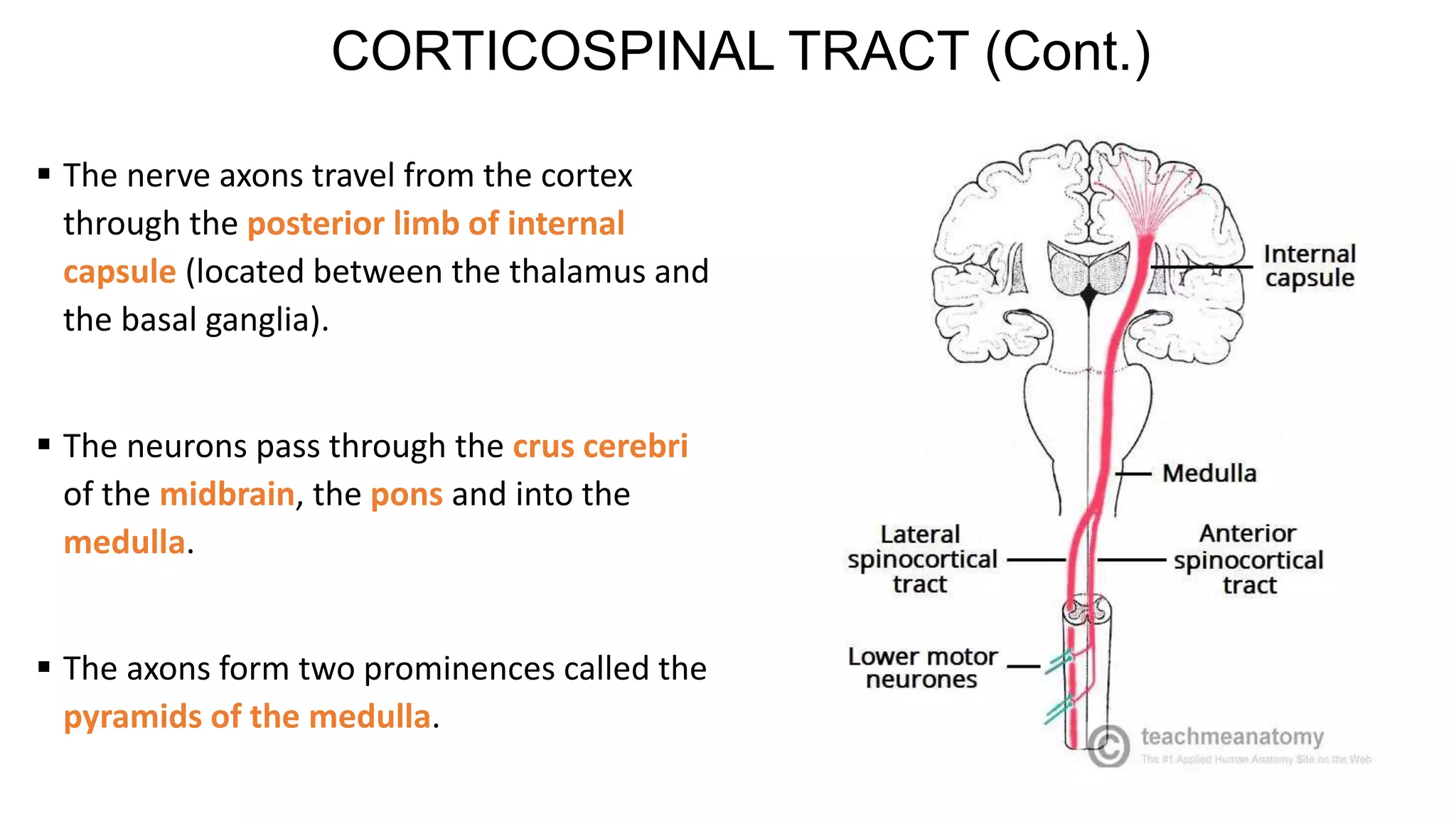 Pyramidal tract | PDF