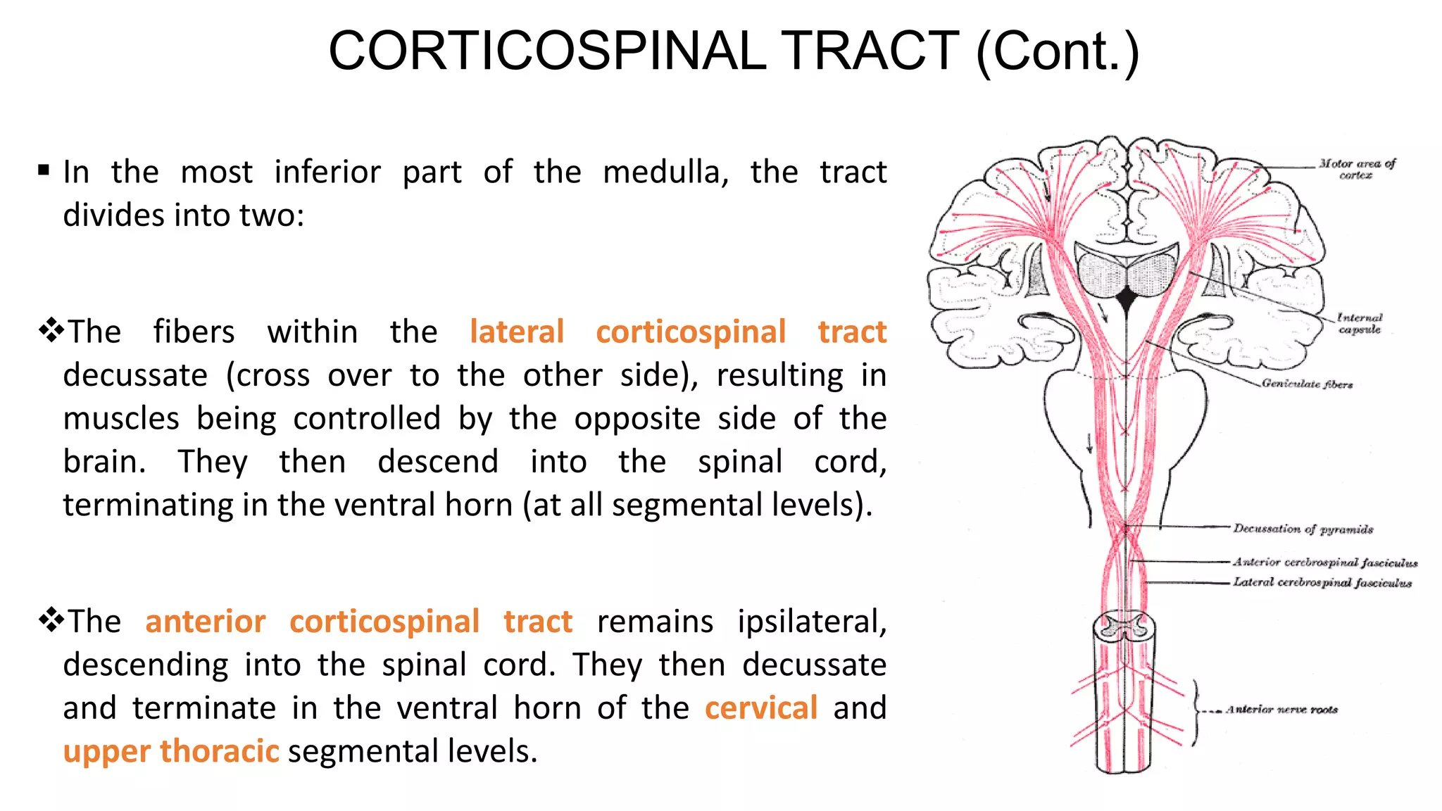 Pyramidal tract | PDF