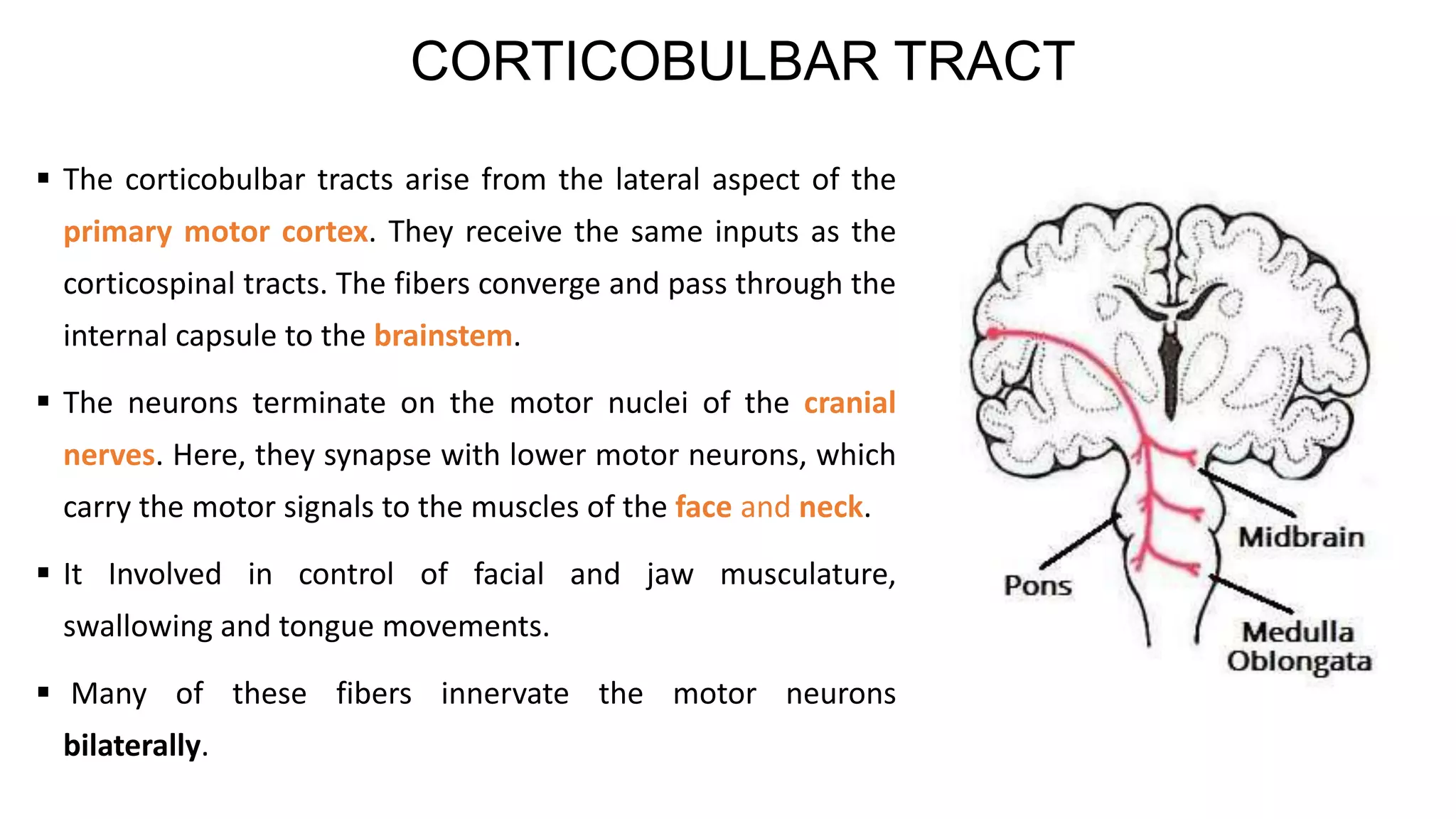 Pyramidal tract | PDF