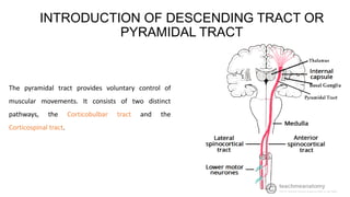 Pyramidal tract | PDF