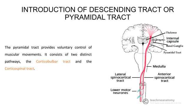 Pyramidal tract | PDF