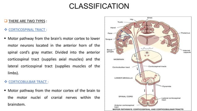 Pyramidal tract | PDF