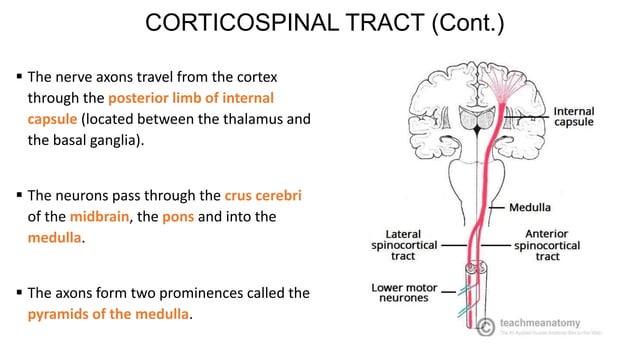 Pyramidal tract | PDF