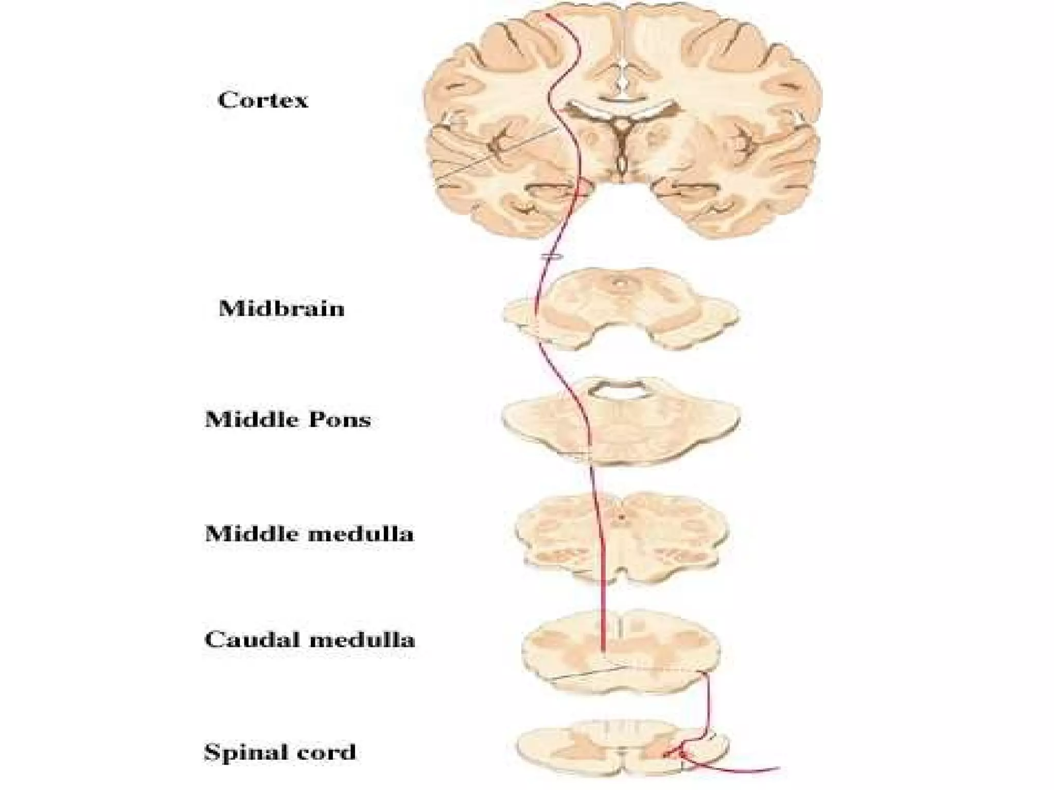 Pyramidal tract by Sunita.M.Tiwale,Prof. Dept of physiology,D.Y.Patil ...