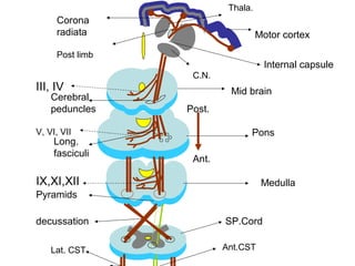 Pyramidal tract by Sunita.M.Tiwale,Prof. Dept of physiology,D.Y.Patil ...
