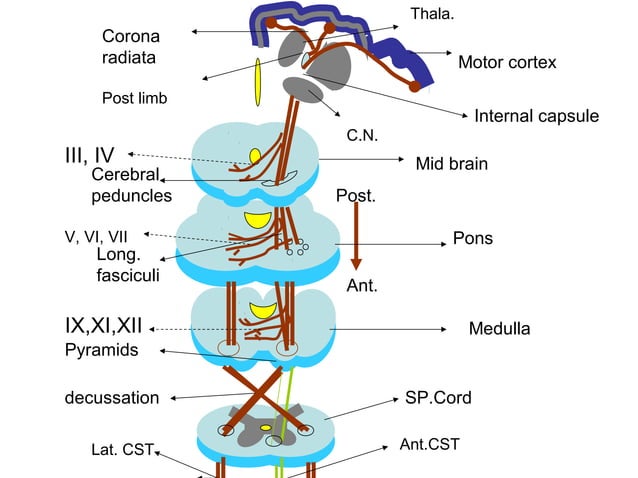 Pyramidal tract by Sunita.M.Tiwale,Prof. Dept of physiology,D.Y.Patil ...