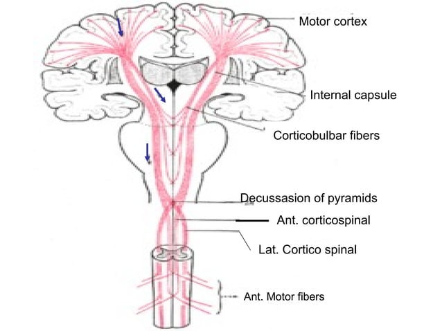 Pyramidal tract by Sunita.M.Tiwale,Prof. Dept of physiology,D.Y.Patil ...
