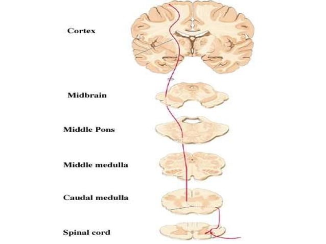Pyramidal tract by Sunita.M.Tiwale,Prof. Dept of physiology,D.Y.Patil ...