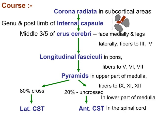 Pyramidal tract by Sunita.M.Tiwale,Prof. Dept of physiology,D.Y.Patil ...