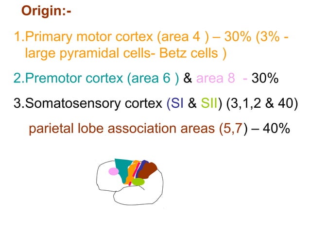 Pyramidal tract by Sunita.M.Tiwale,Prof. Dept of physiology,D.Y.Patil ...