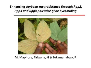 Pyramiding rust | PPT