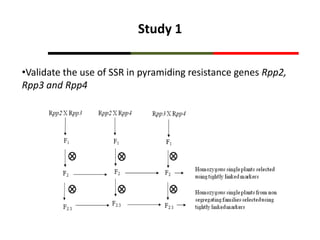 Pyramiding rust | PPT